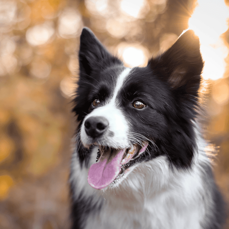 The Royal Dogs of the British Monarchy - Stafftax