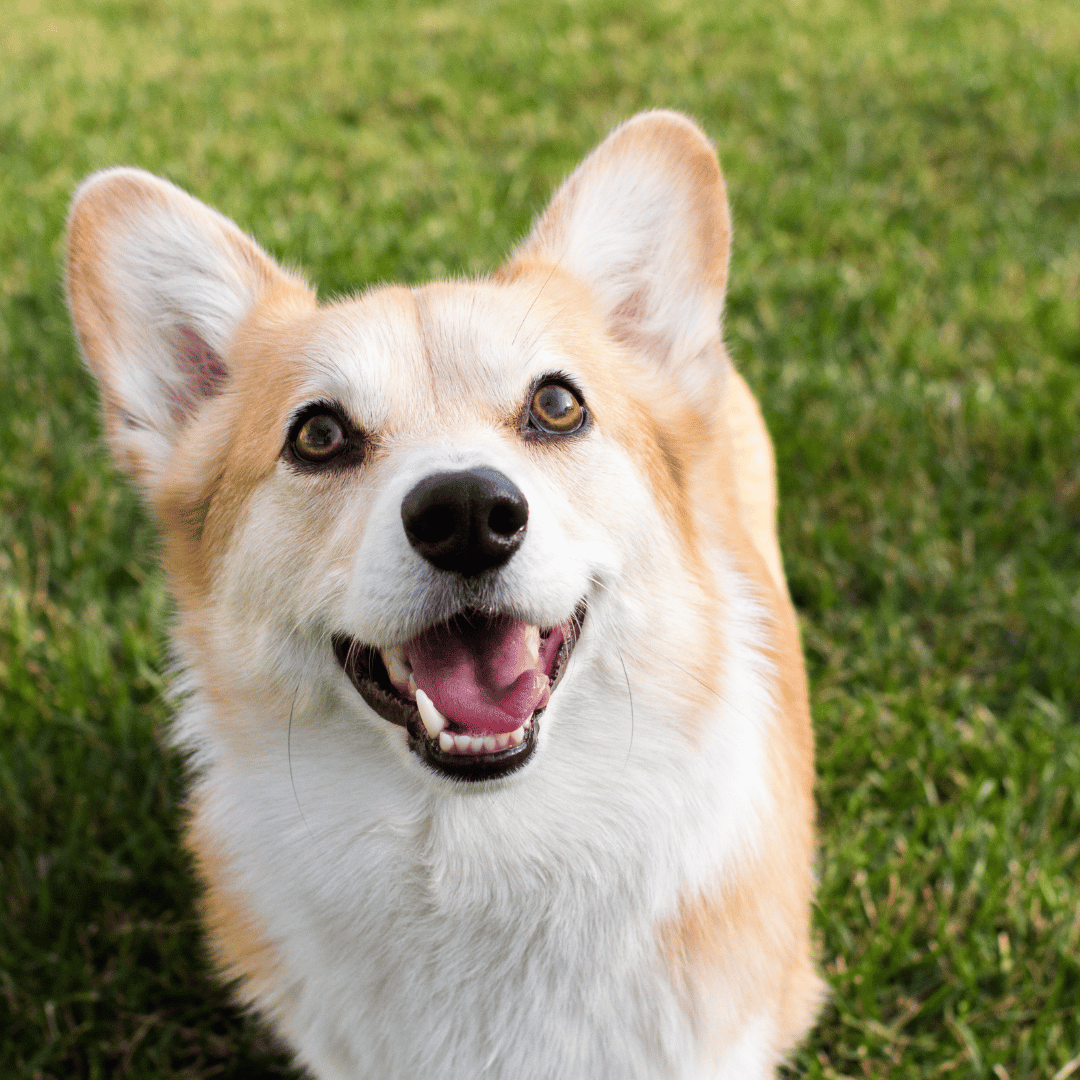 The Royal Dogs of the British Monarchy - Stafftax