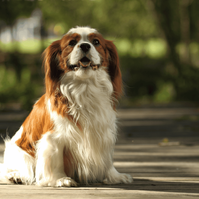 The Royal Dogs of the British Monarchy - Stafftax