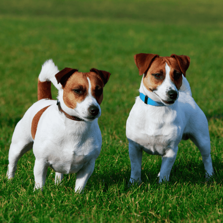 The Royal Dogs of the British Monarchy - Stafftax